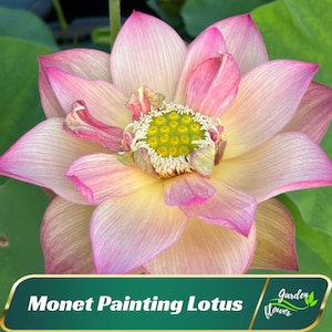 5 Monet Painting Lotus Seeds - Indian Lotus (nelumbo Nucifera ...