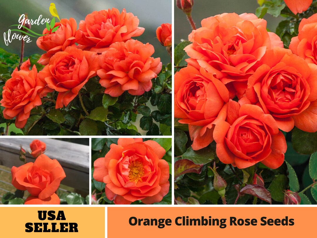 30 Rare Seed Orange Climbing Rose Seeds Perennial Authentic Seeds Rose ...