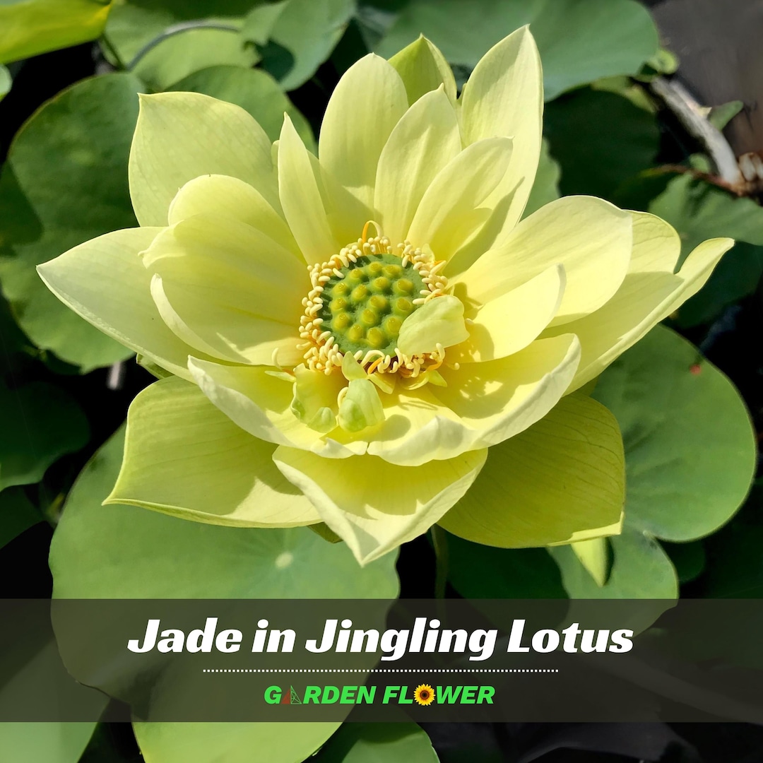 5 Jade in Jingling Lotus Seeds- Indian Lotus (nelumbo Nucifera ...