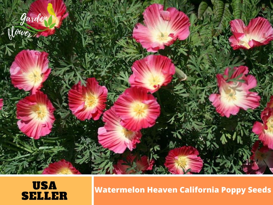 Watermelon Heaven California Poppy Authentic Seeds GMO Free Seedsflower ...