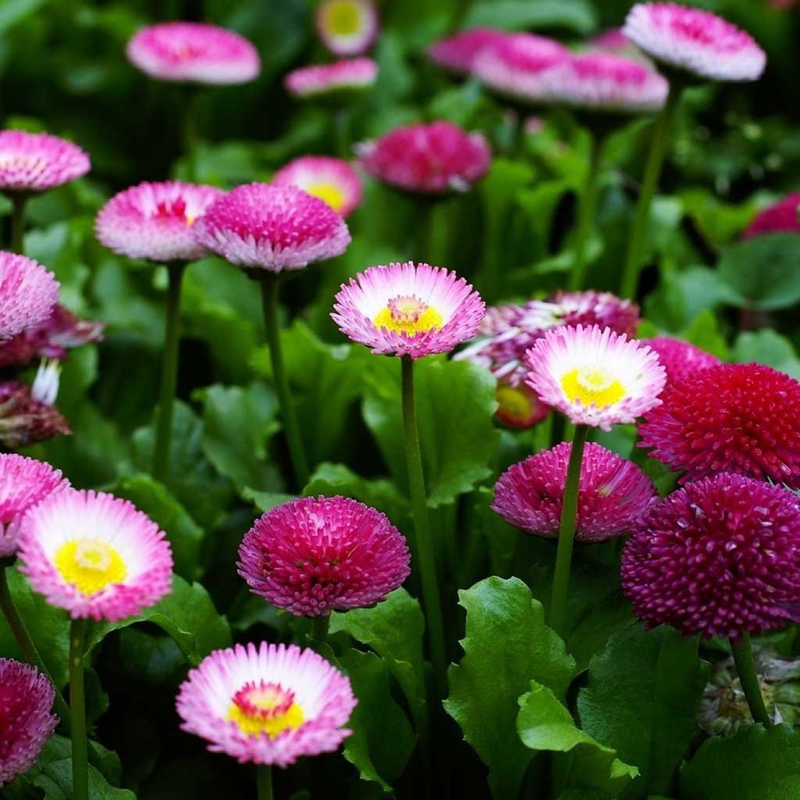 English Daisy Double Flower Mix Seeds - Authentic Seeds - Cold ...