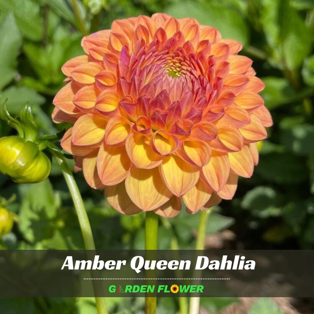 Orange Amber Queen Dahlia Seeds - Perennial - Authentic Seeds - Fast ...