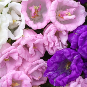 Campanula Medium 'double Mix' (cup & Saucer) - Perennial - Bellflower ...