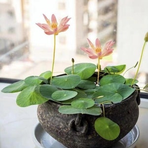 5+ Rare Seeds| Pink Lotus - Micro/ Tea Cup Lotus Seeds - Indian Lotus ...