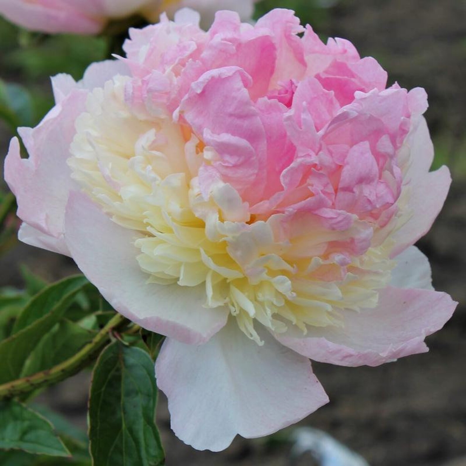 10 Rare Seeds Raspberry Sundae Peony Seeds B029 BUY 3 GET - Etsy