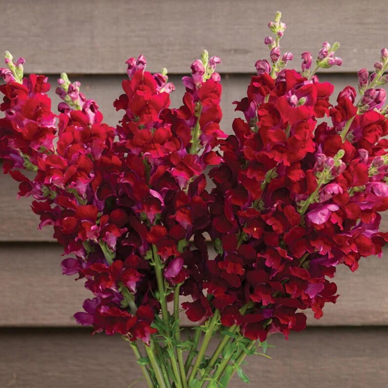 Potomac Royal Snapdragon Seeds – Tall Deep Purple Blooms – Friendly ...