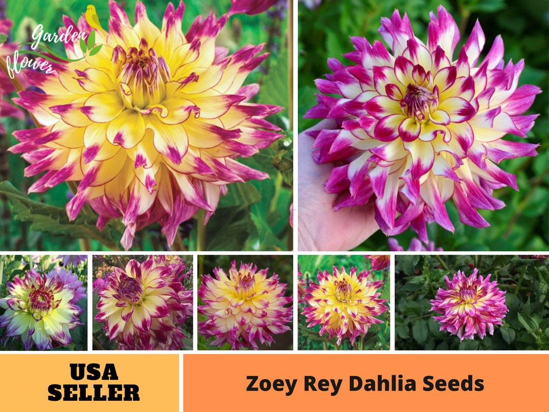 Pink Yellow Zoey Rey Dahlia Perennial Flower Seeds authentic Seeds ...