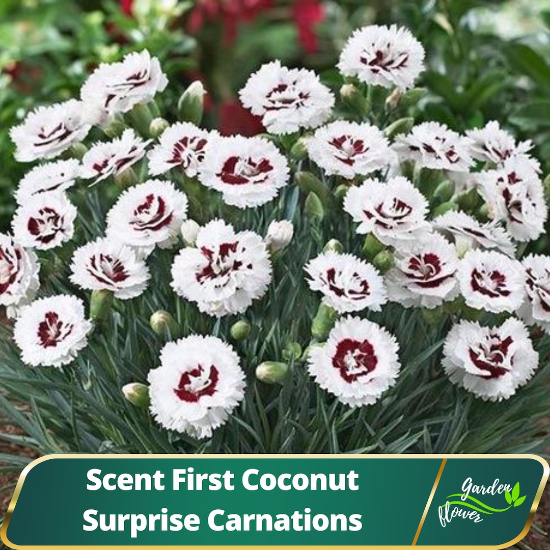 Scent First Coconut Surprise Dianthus Carnations- Authentic Seeds - Cold Resistant - Drought ...