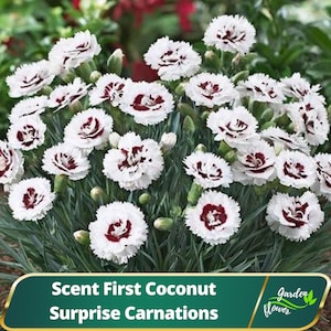 Scent First Coconut Surprise Dianthus Carnations- Authentic Seeds ...