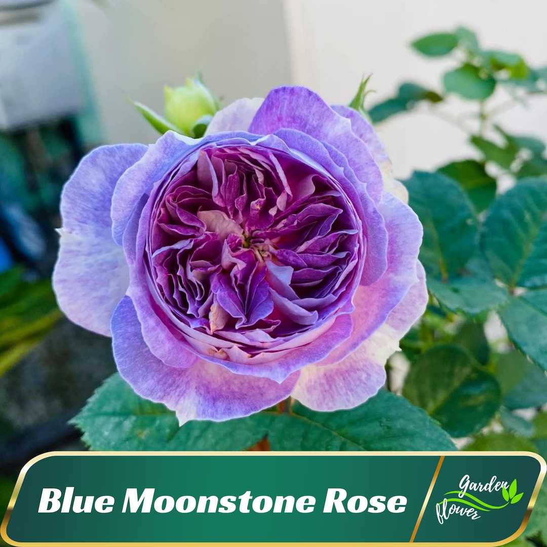 30+ Rare Seeds| Blue Moonstone Rose Seeds - Perennial - Authentic Seeds ...