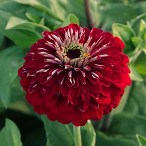 Zinnia ‘benary’s Giant Deep Red’ - Zinnia Elegans - Authentic Seeds ...