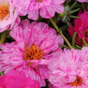 Moss Rose Seeds - Peppermint - Authentic Seeds ~ GMO Free ~ Seeds ...