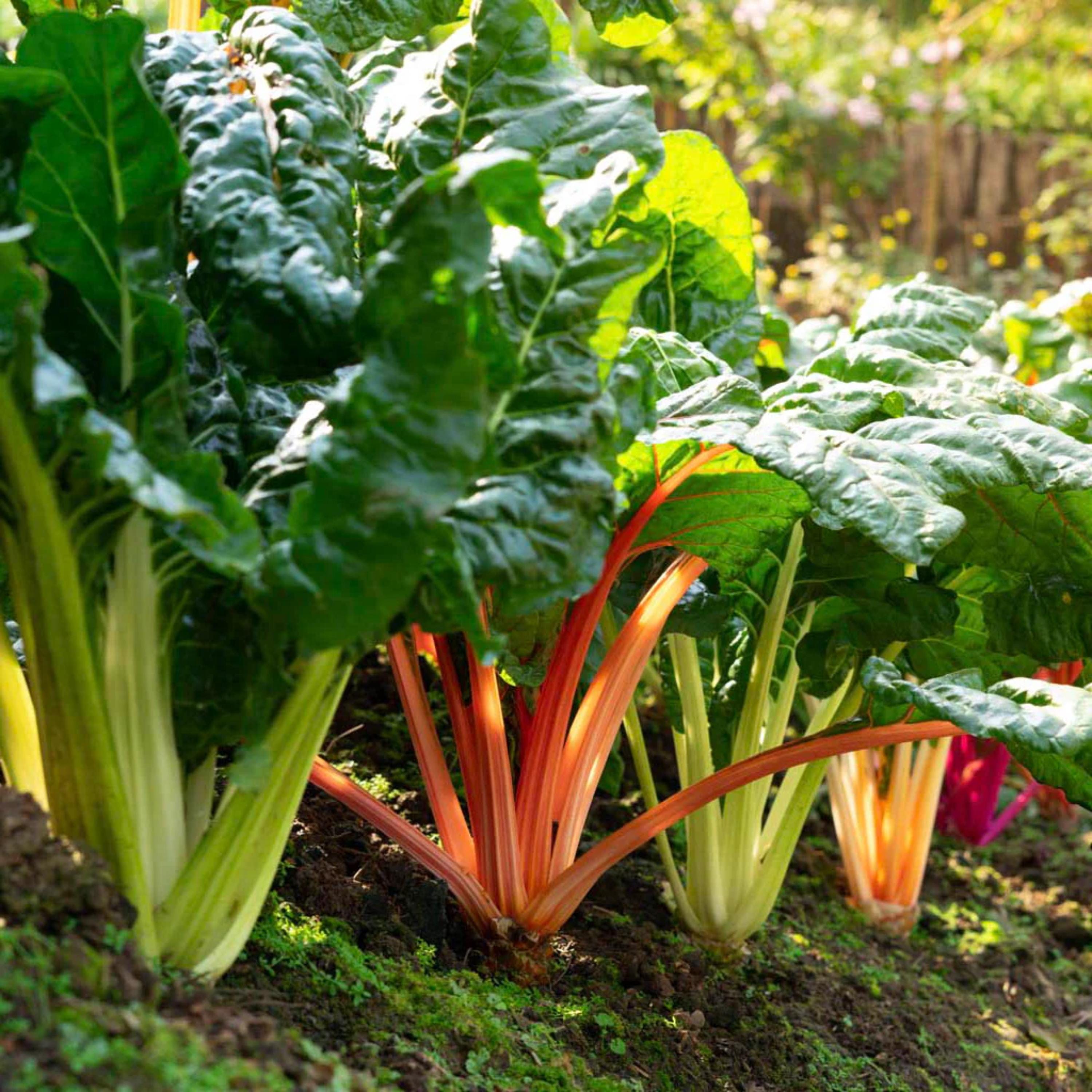 Rainbow Mixture Seeds – Colorful Annual Blooms for Garden Beds ...