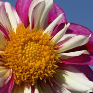 Purple White Bumble Rumble Dahlia Seeds - Perennial - Flowering - Fast ...