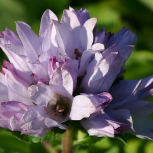 Campanula Glomerata 'caroline' - Perennial - Bellflower – Cold ...