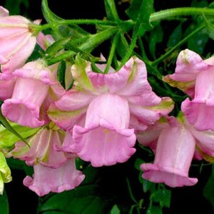 Campanula Medium 'double Mix' (cup & Saucer) - Perennial - Bellflower ...