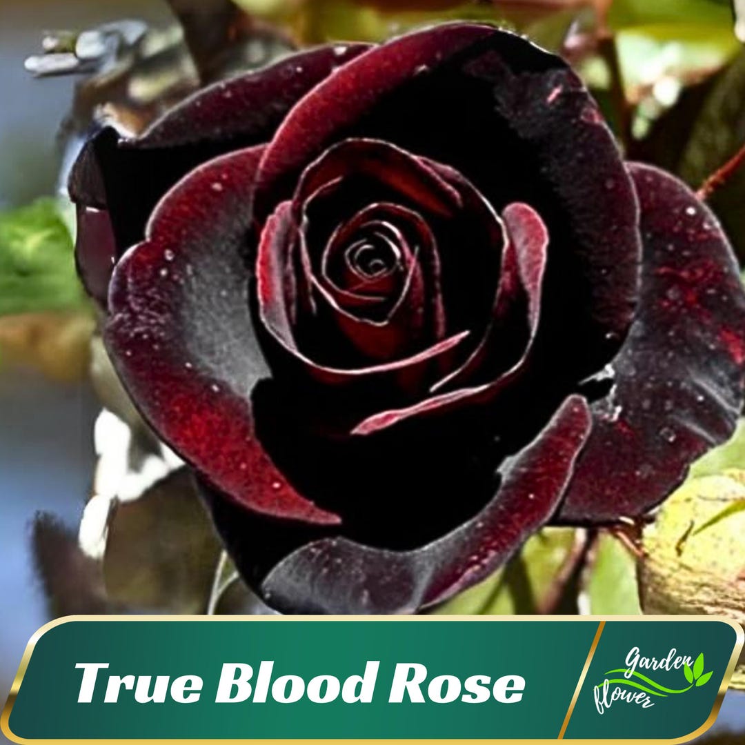 30+ Pcs Rare Seed| True Blood Rose Seeds - Perennial - Authentic Seeds ...