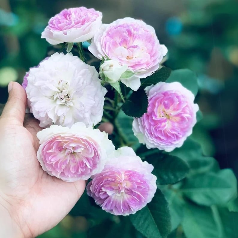 30 Blue Moonstone Rose Seeds - Perennial - Authentic Seeds - Rose ...