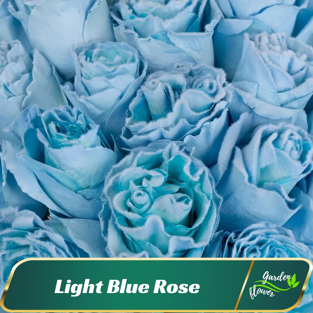 30 Rare Seeds| Light Blue Rose Seeds - Perennial - Authentic Seeds ...