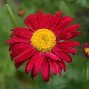 Robinson's Red Painted Daisy Seeds - Authentic Seeds - Cold Resistant ...