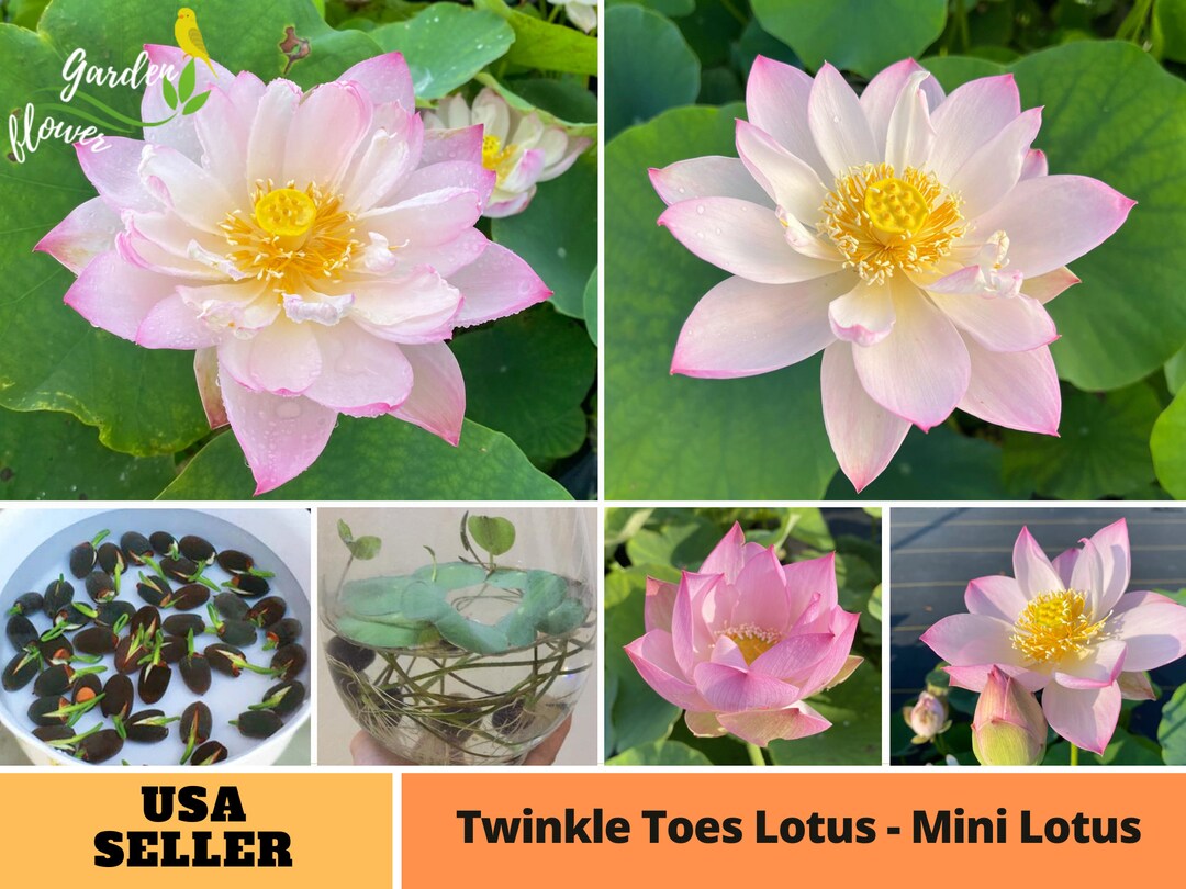 5 Twinkle Toes Lotus MINI LOTUS Seeds Indian Lotus nelumbo Nucifera ...