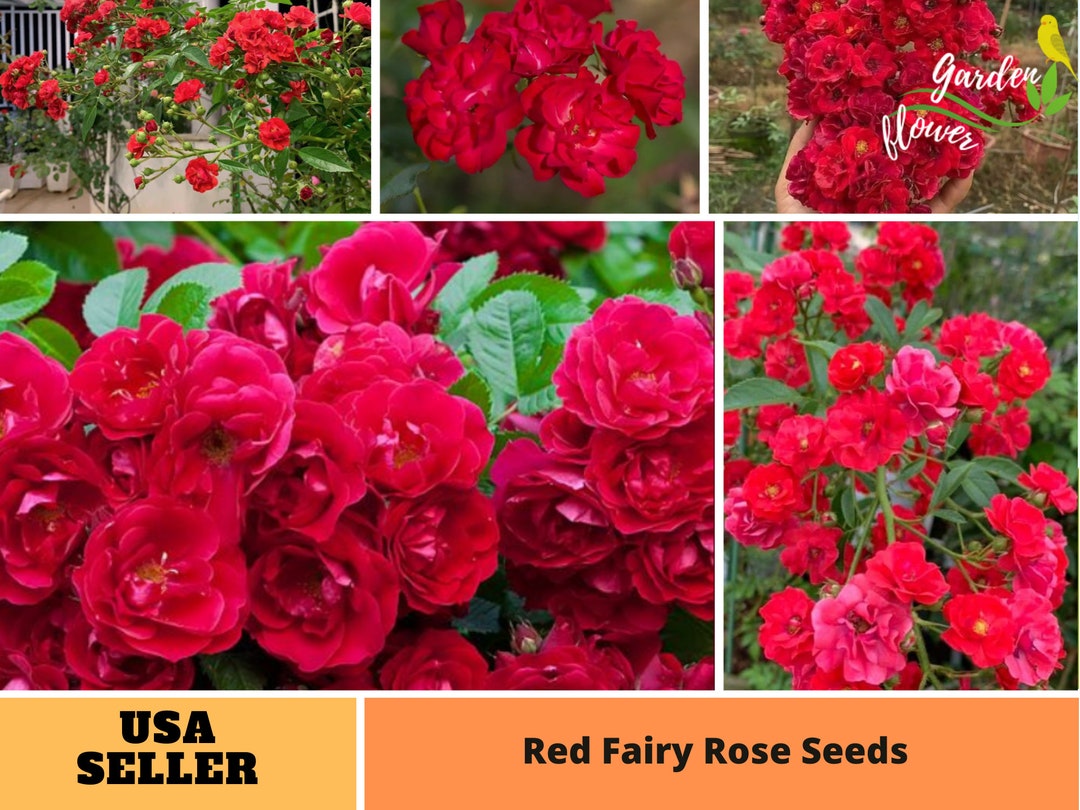 25 Rare Seeds Red Fairy Rose Seeds perennial authentic Seeds-flowers ...