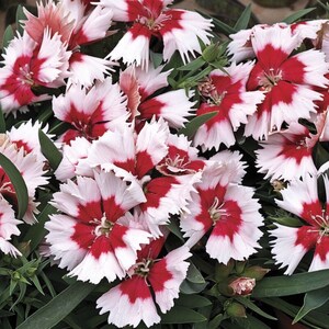 Super Parfait Strawberry Carnations - Authentic Seeds - Cold Resistant ...