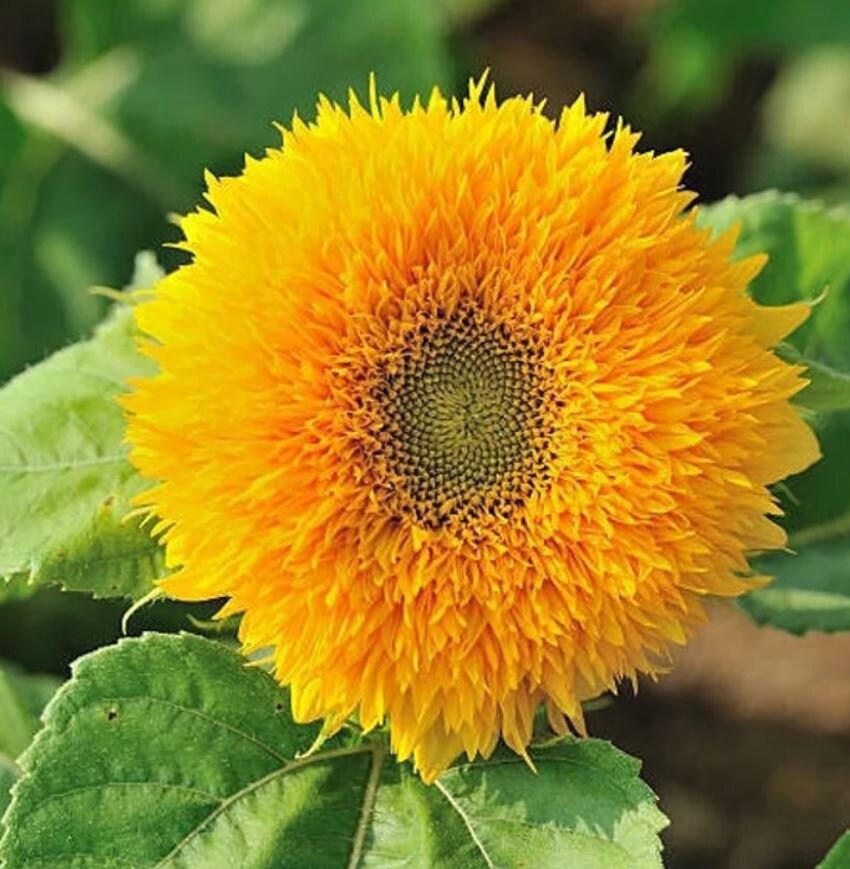 25+ Seeds| Yellow Gummy Bear Sunflower Seeds - Annual - Authentic Seeds ...