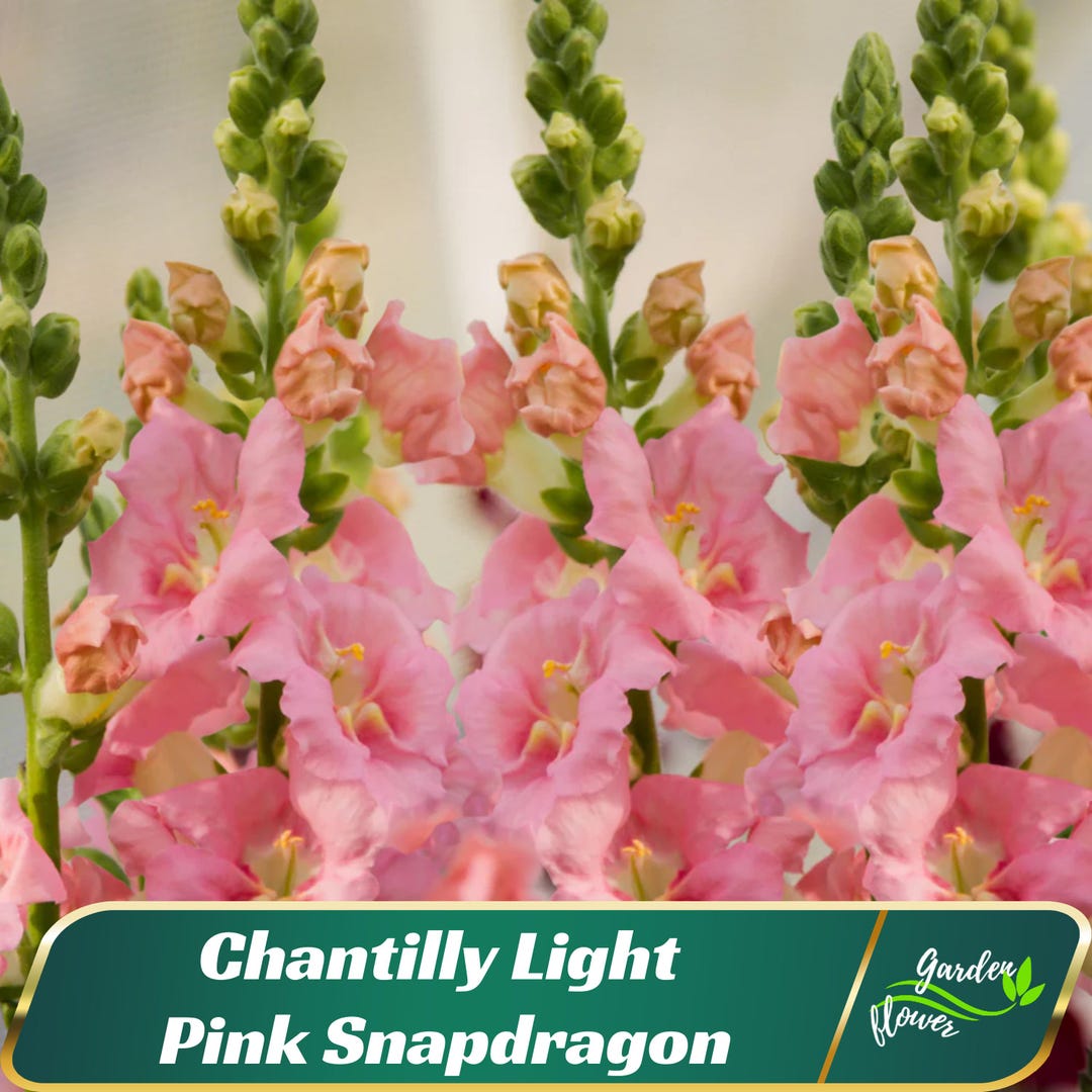 Chantilly Light Pink Snapdragon Seeds – Delicate Ruffled Blooms ...