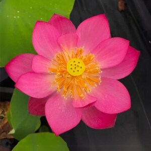 5 Brilliant Red Raging Fire Lotus Seeds - Indian Lotus (nelumbo ...
