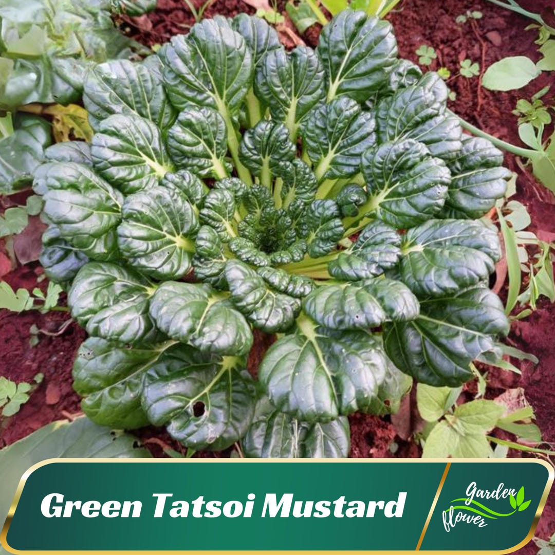 Tatsoi Mustard Green Seeds - Perennial - Authentic - Edible - - Fast ...