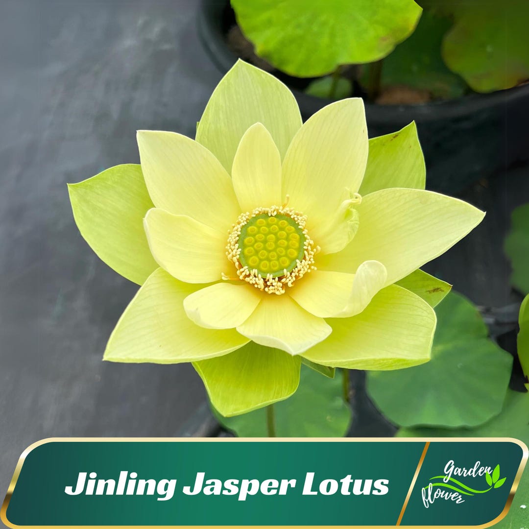 5 Jinling Jasper Lotus Seeds - Indian Lotus (nelumbo Nucifera ...