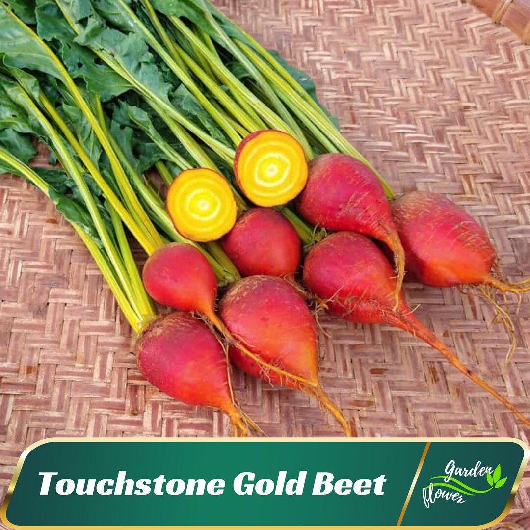 Touchstone Gold Beet Seeds - Perennial - Authentic Seeds - Organic ...