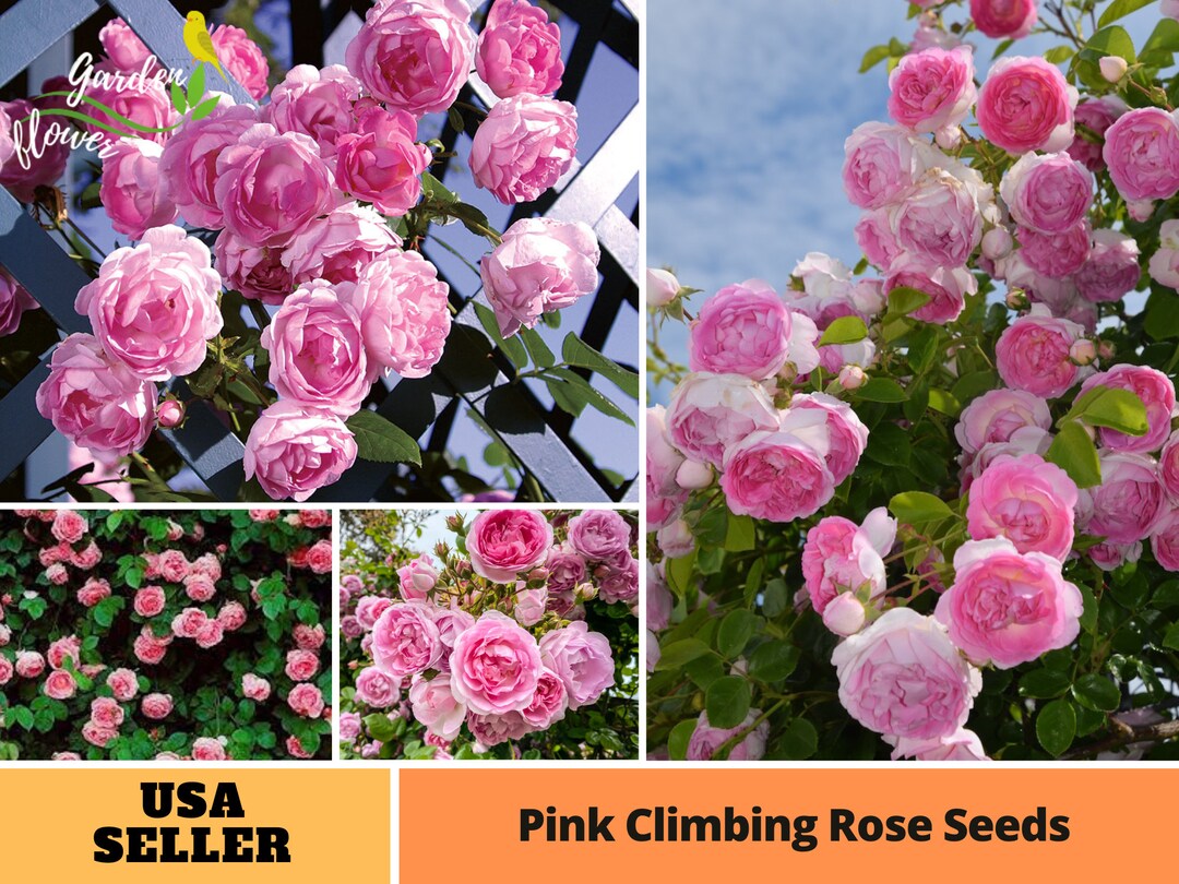 30 Rare Seeds Pink Climbing Rose Seeds Perennial Authentic Seeds Rose ...