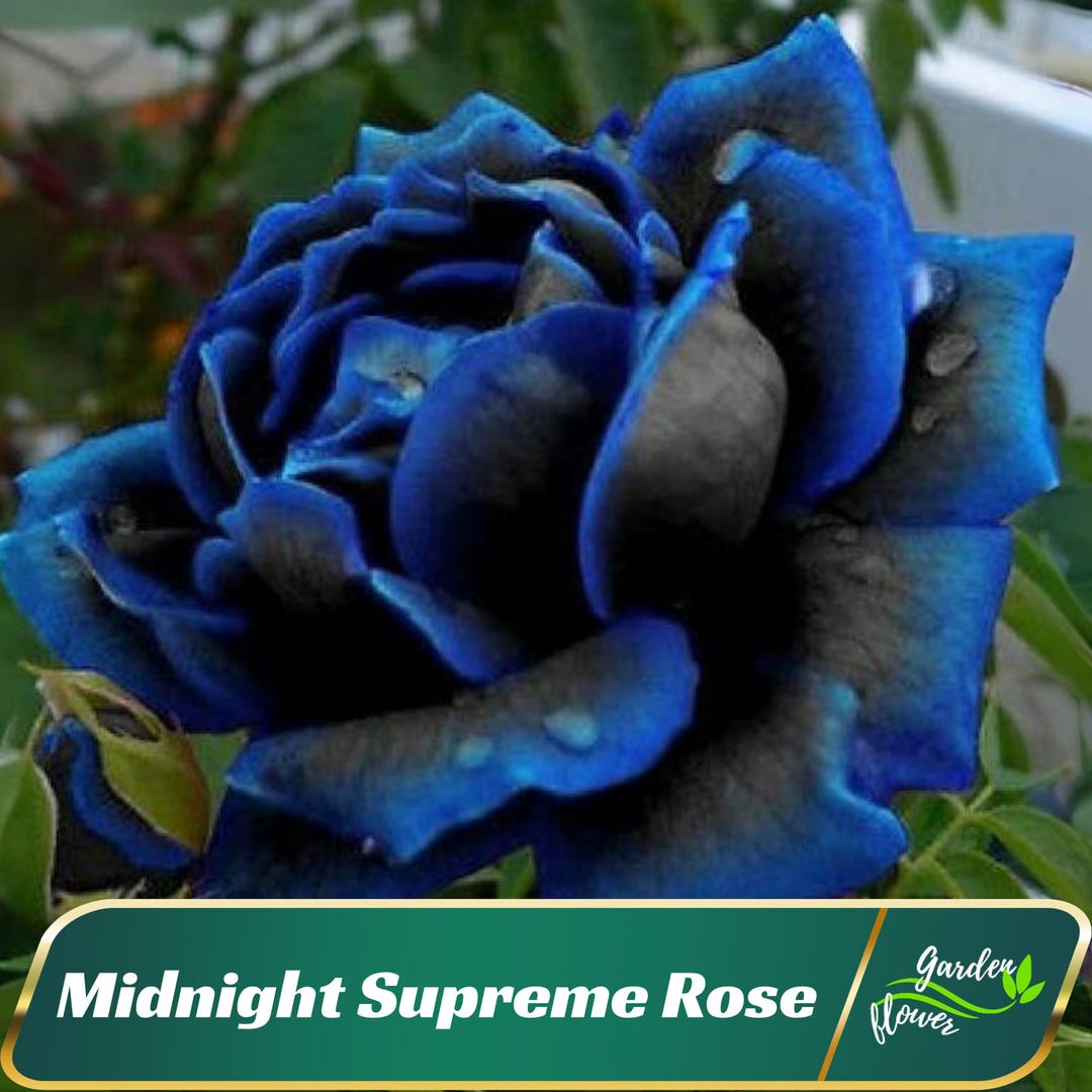 25+ Rare Seeds | Midnight Supreme Rose Seeds - Perennial - Authentic ...