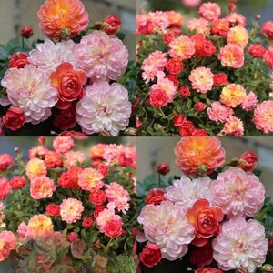 30+ Rare Seeds| Cache Cache Rose Seeds - Perennial - Rose Flower ...