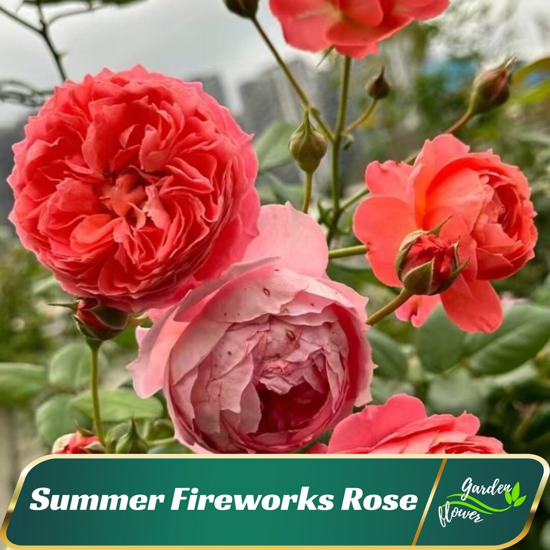 30+ Seeds| Summer Fireworks Rose Seeds- Perennial - Authentic Seeds ...