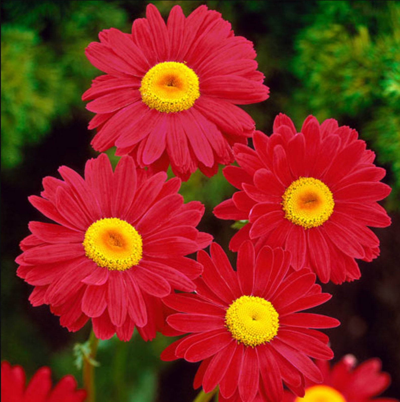 Robinson's Red Painted Daisy Seeds - Authentic Seeds - Cold Resistant ...