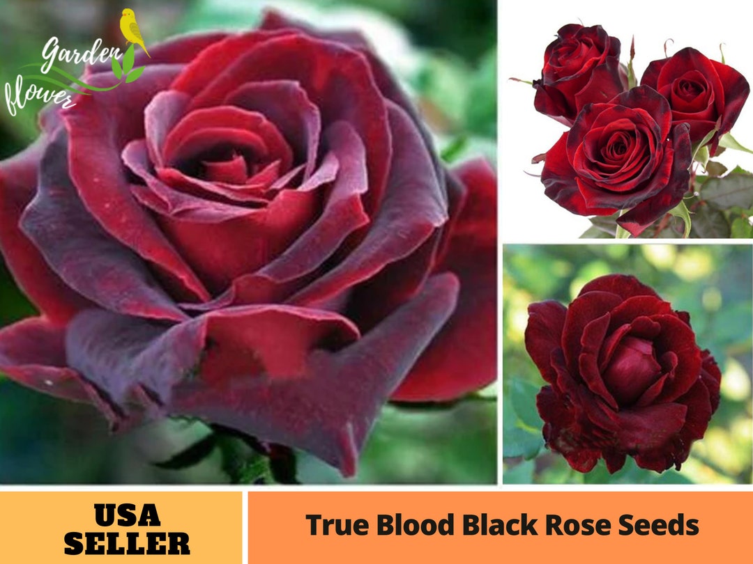25 Pcs Rare Seed True Blood Rose Seeds Perennial Authentic Seeds Rose ...