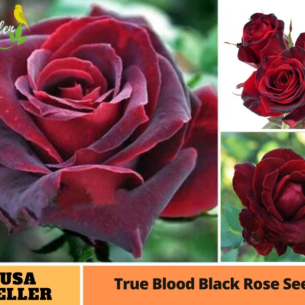 Blood Red Rose - Etsy