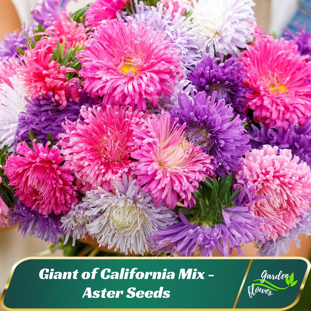 Giant of California Mix - Aster Seeds - Cold Resistant - Clumping ...