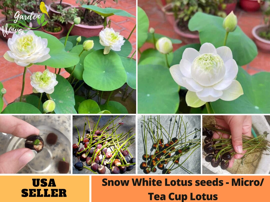 5 Rare Seeds Snow White Lotus Seeds Micro/ Tea Cup Lotus Indian Lotus ...