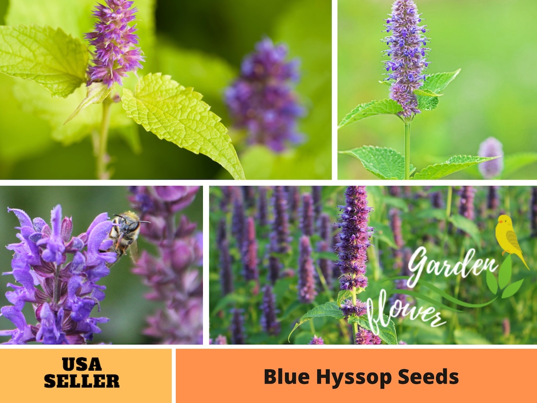 Blue Hyssop Seeds Perennial Authentic Seeds Edible Organic Fast Growing ...