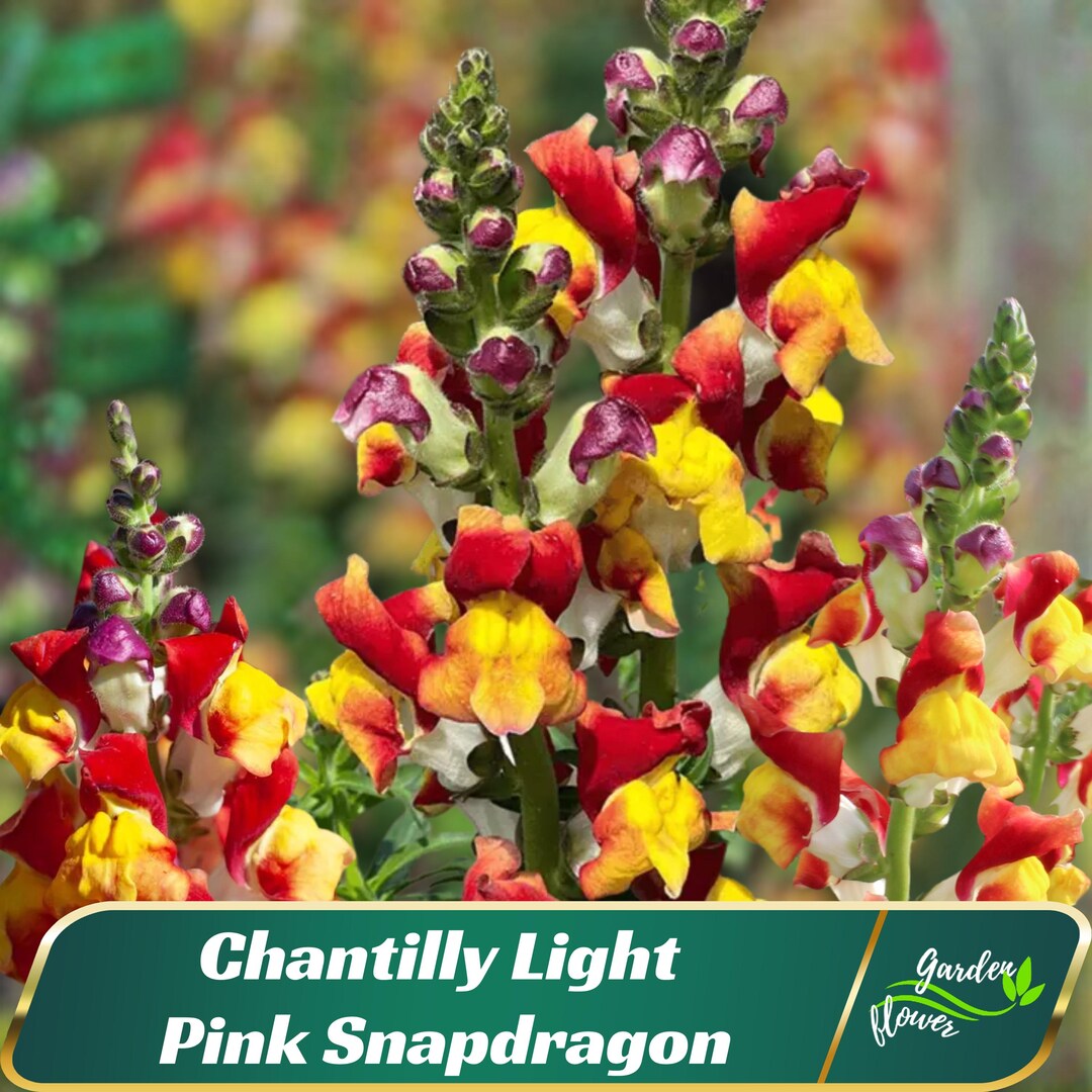 Snapdragons 'mango Twist' Seeds – Peach & Yellow Bicolor Blooms ...
