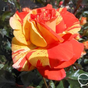 25 Rare Seeds Orange Intuition Rose Seeds Perennial Authentic Seeds ...