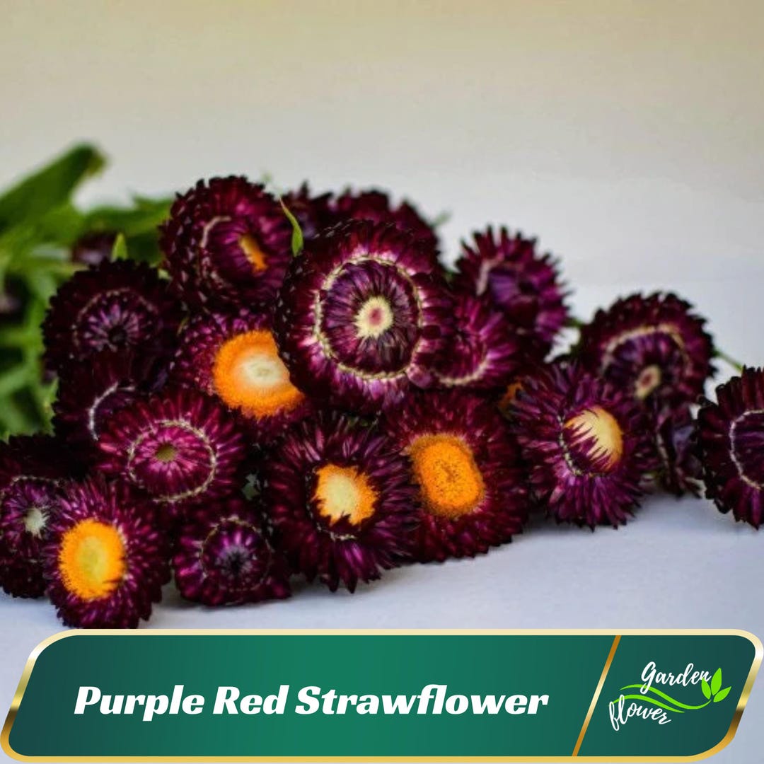Purple Red Strawseeds - Golden Everlasting - Authentic Seeds - Drought ...