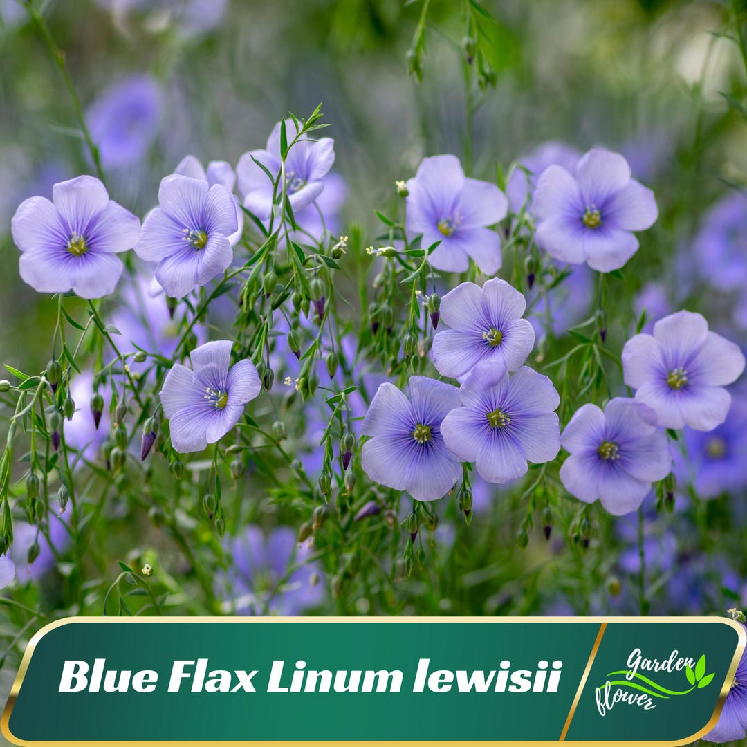 Linum Seeds - Blue Flax - Authentic Seeds ~ GMO Free ~ Seeds~flower ...
