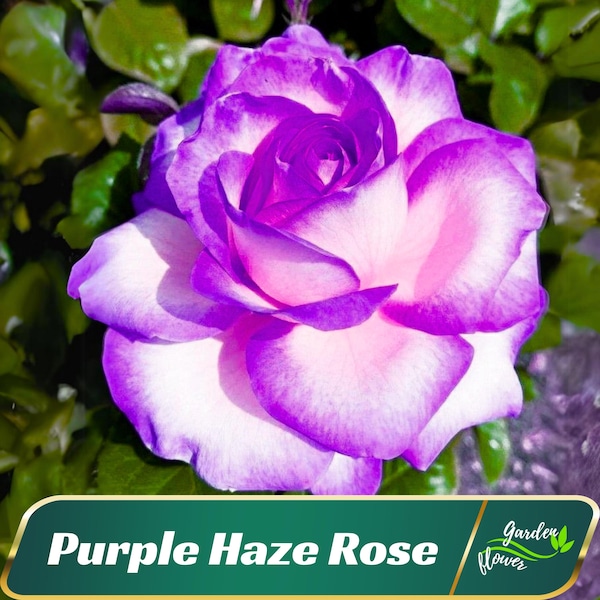 Purple Rose Bush - Etsy