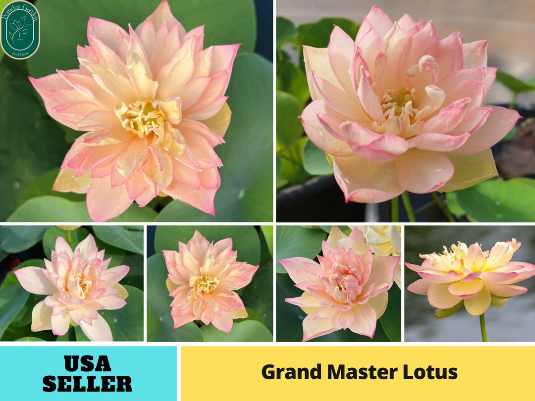 5 Grand Master Lotus Seeds Indian Lotus nelumbo Nucifera Seeds Flower ...