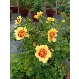 25 Rare Seeds Sunset Babylon Rose Seeds Perennial Authentic Rose Flower ...